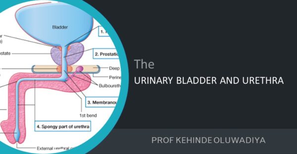 Anatomy: Pelvis and Perineum II - Prof KS Oluwadiya Online