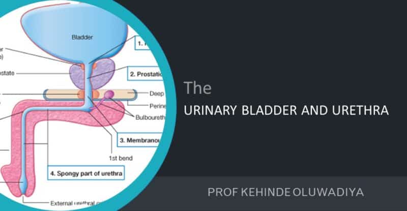 Anatomy: Pelvis and Perineum II - Prof KS Oluwadiya Online
