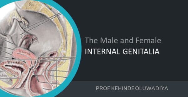 Anatomy: Pelvis and Perineum II - Prof KS Oluwadiya Online