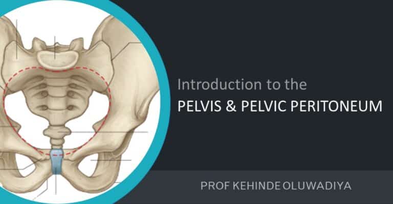 Anatomy: Pelvis and Perineum II - Prof KS Oluwadiya Online